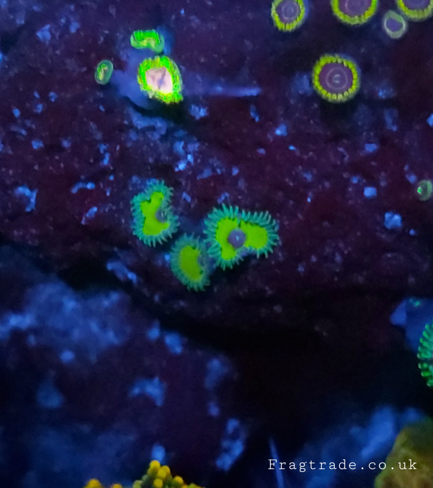 Green Implosion Zoa/Palythoa - Frag Trade