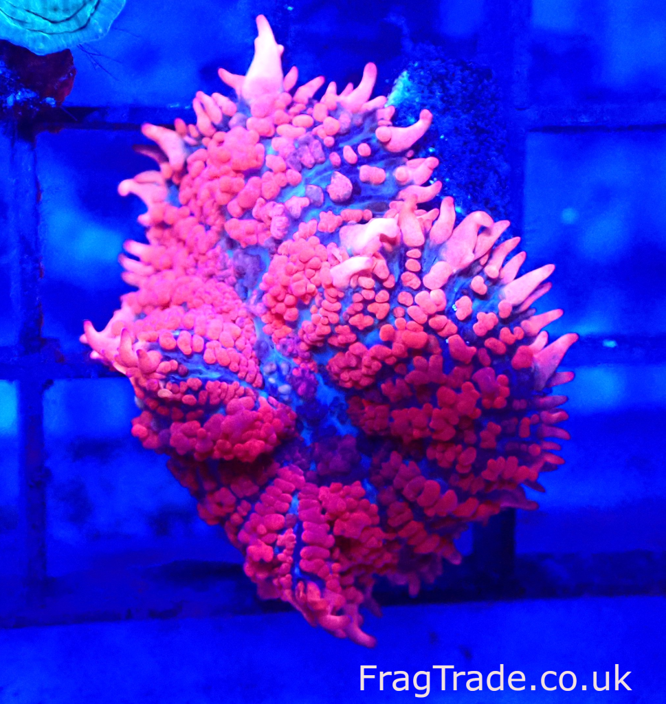 Superman Rhodactis Mushroom (UK Grown) - Frag Trade